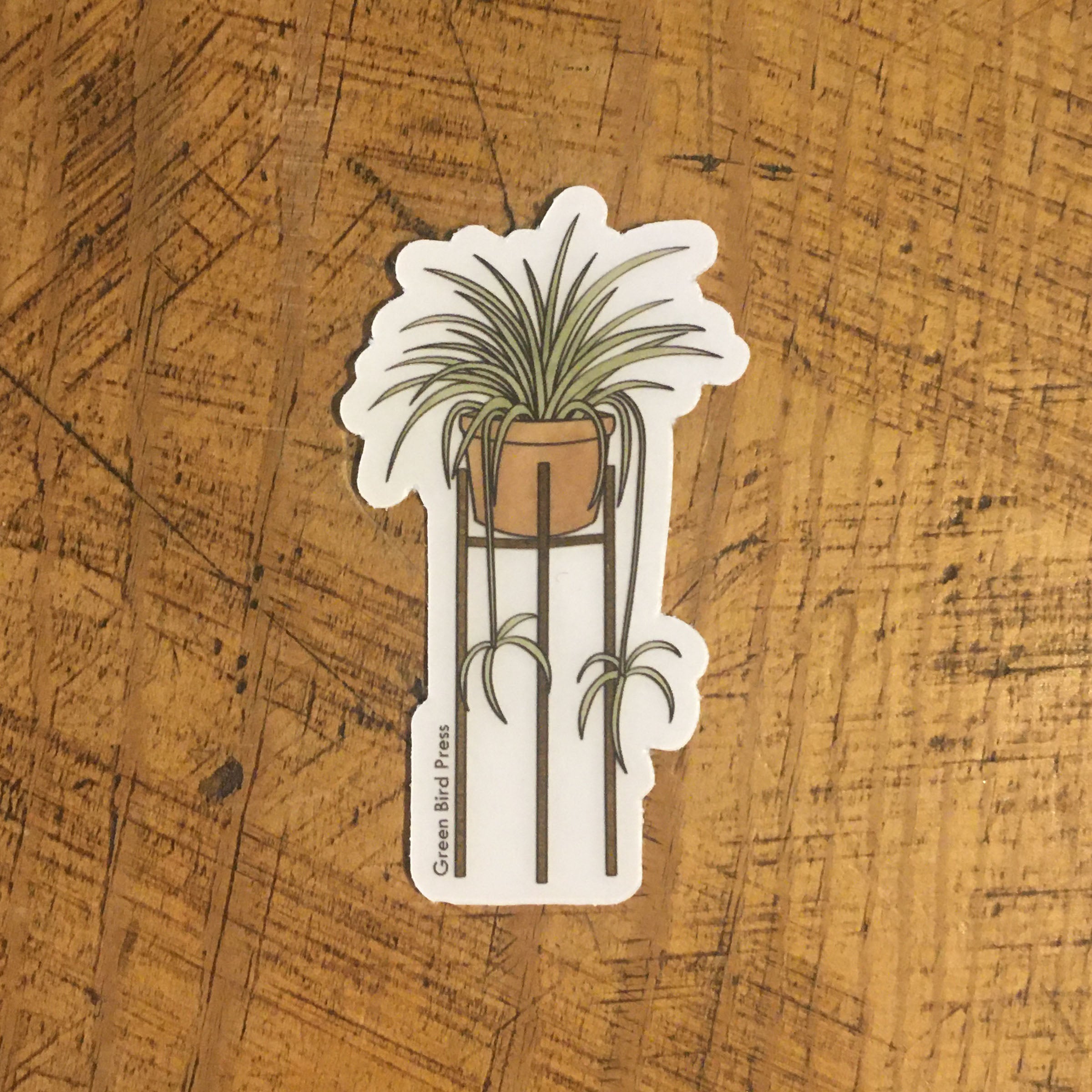 Spider Plant Houseplant Clear Sticker – Green Bird Press