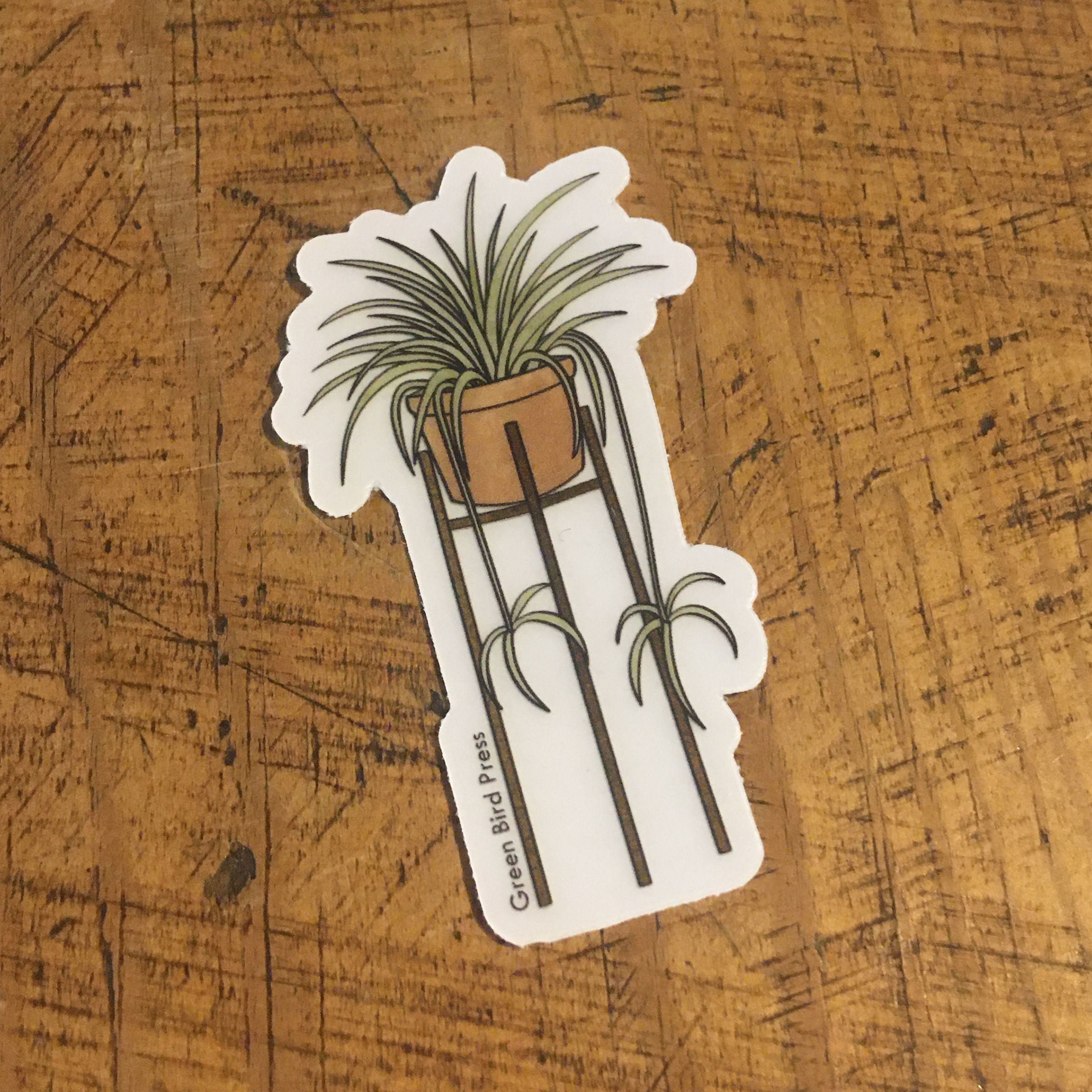 Spider Plant Houseplant Clear Sticker – Green Bird Press
