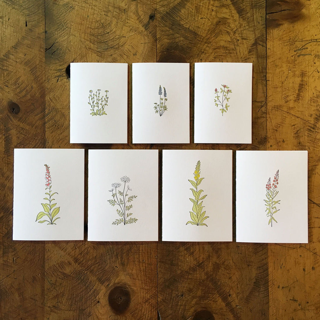 Queen Anne's Lace Wildflower Letterpress Card – Green Bird Press
