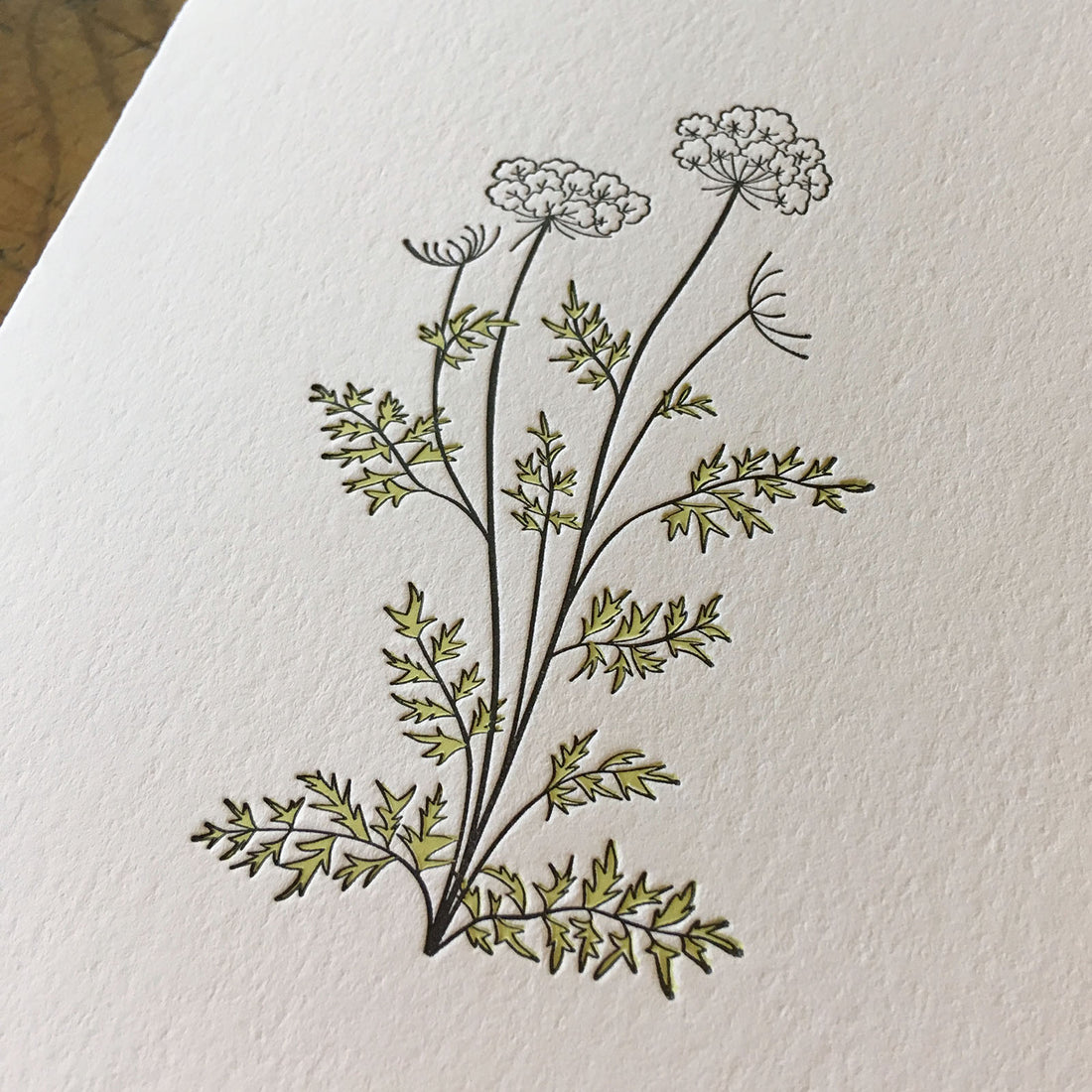 Queen Anne's Lace Wildflower Letterpress Card – Green Bird Press